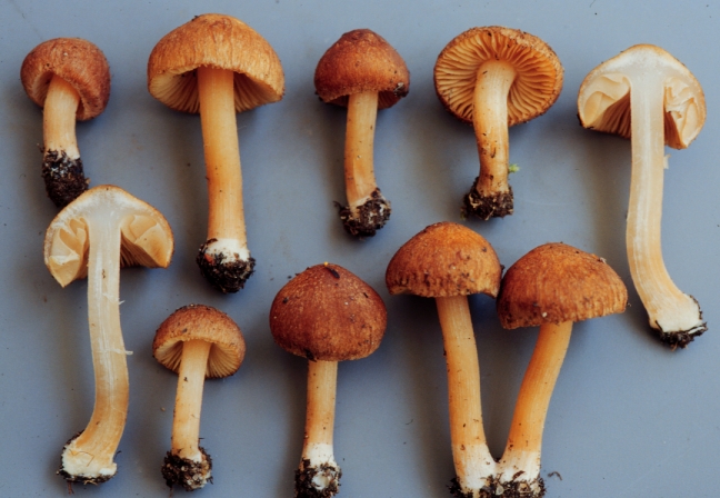 Inocybe leicephala Stuntz - Alpine Mushrooms | Montana State University